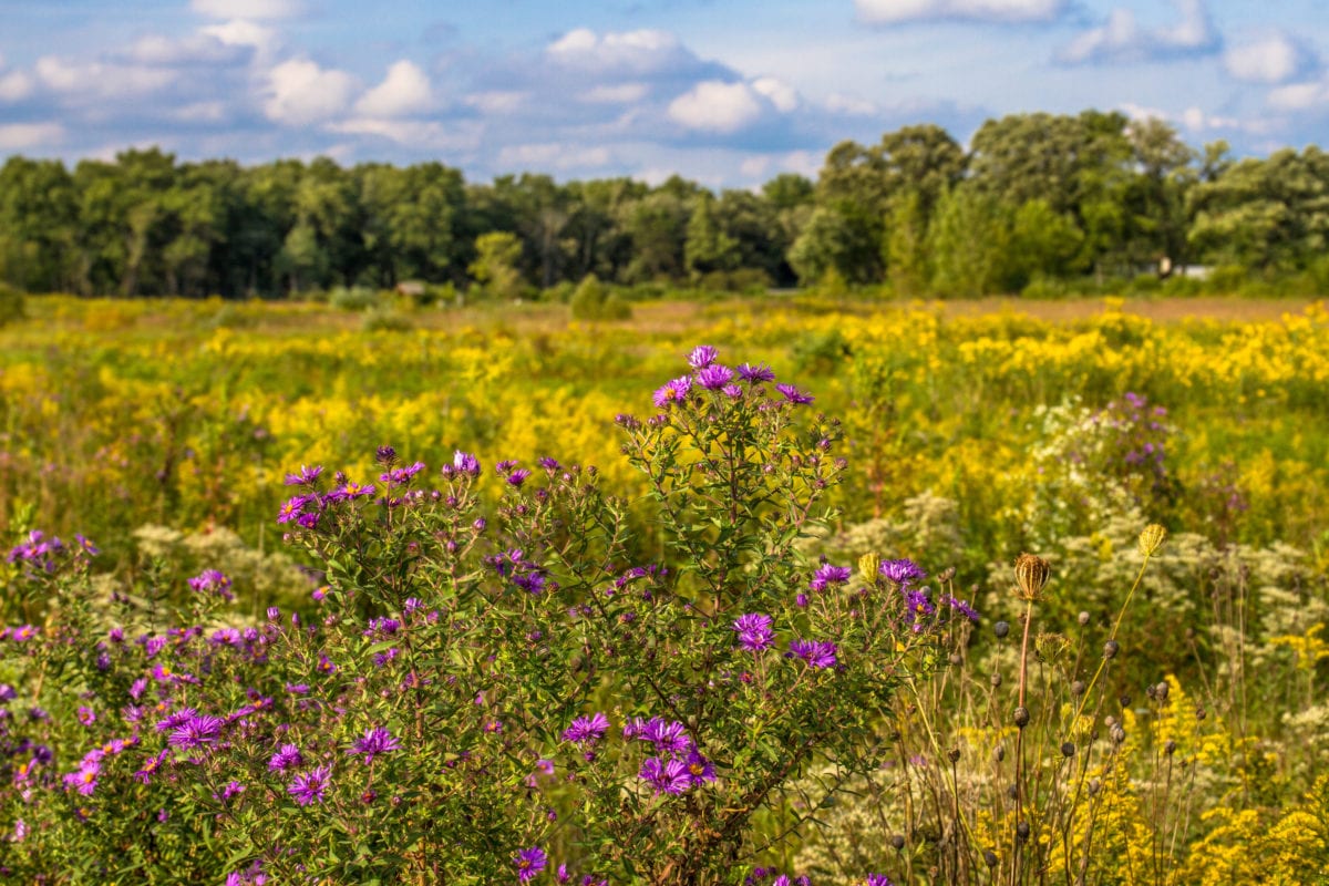 What Prairies Can Teach Us About Optimizing Organizational Resources ...