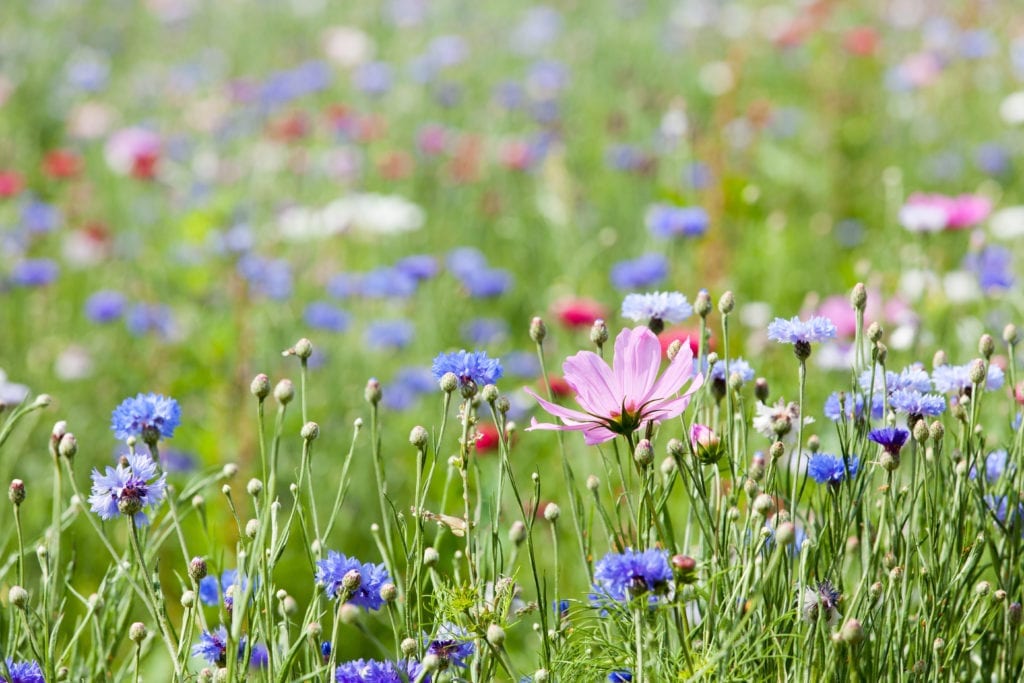 What Can Nature Teach Us About Resilience and Diversity? - Dr. Kathy Allen