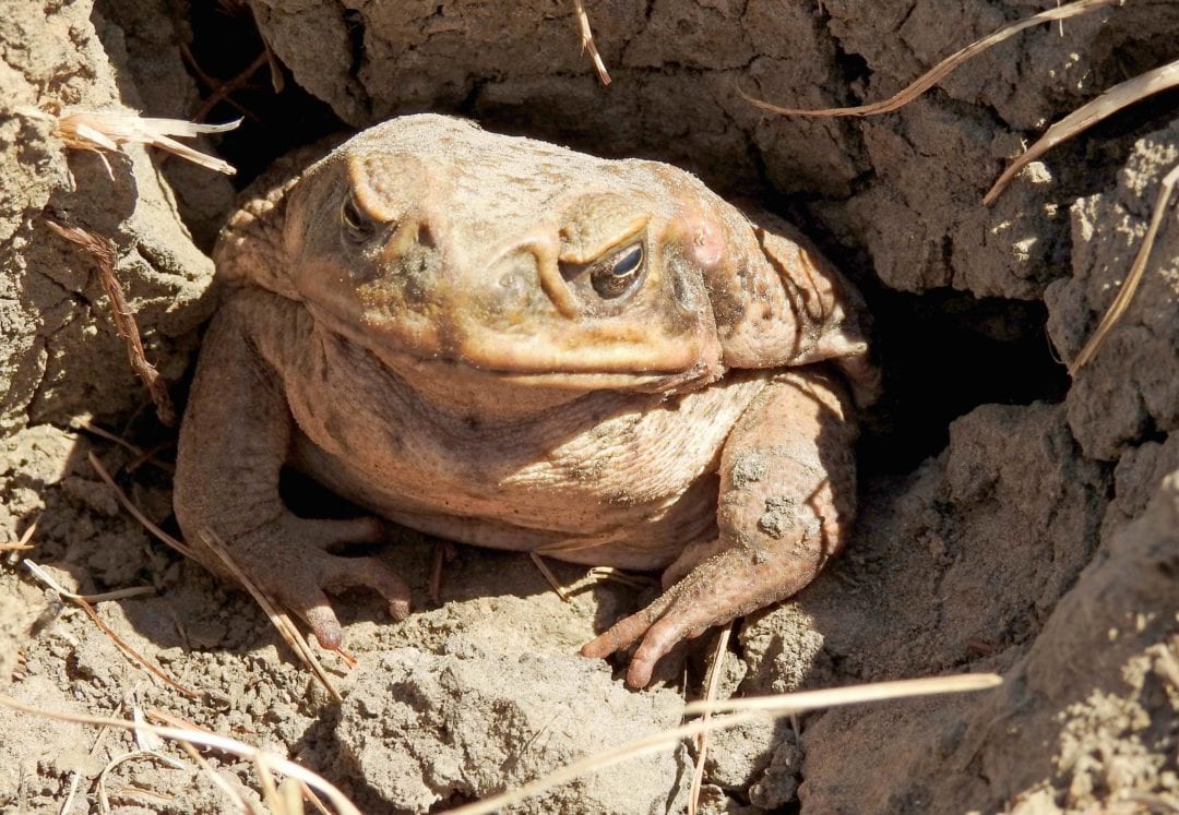 Lessons from the cane toad ...and a new breed of invasive species - Dr ...